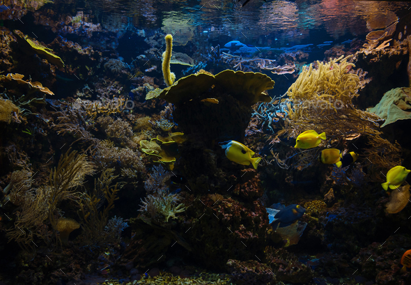Tropical fish in aquarium in zoo Stock Photo by seleznev_photos | PhotoDune