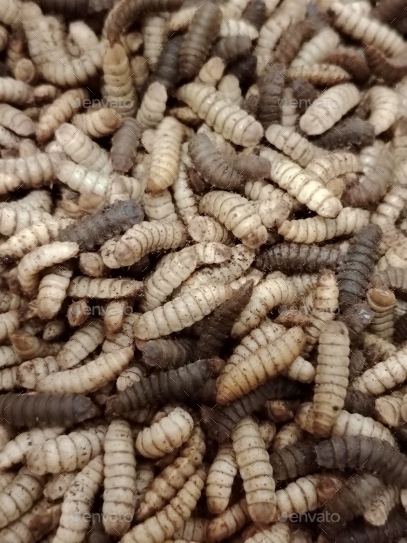 Close-up of Black soldier fly larvae worms are eating waste. Stock ...