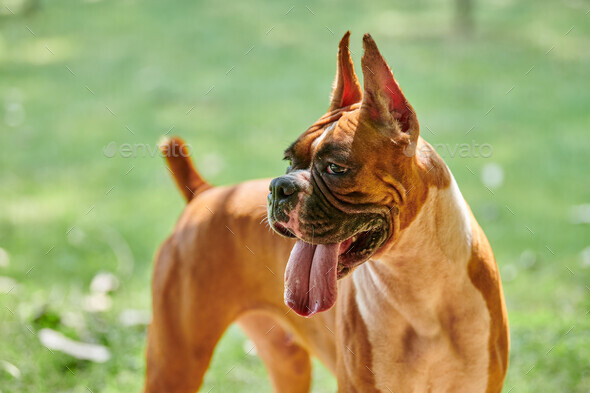 Adult boxer dog wrinkled close up face portrait on green summer lawn ...