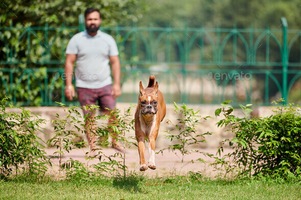 Boxer dog jumping over green bush in public park, outdoor walking with ...