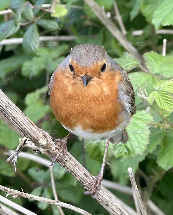 Tiny European robin (Erithacus rubecula) perches on a tree branch Stock ...
