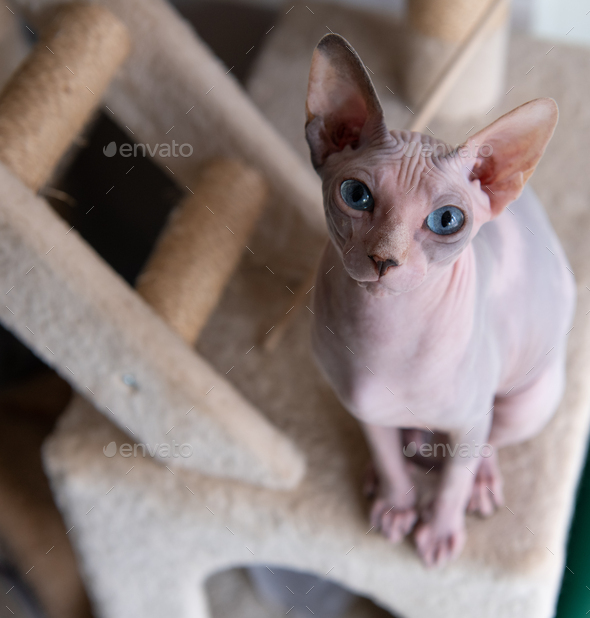 the cat is sitting on the scratching chair and staring at the camera ...
