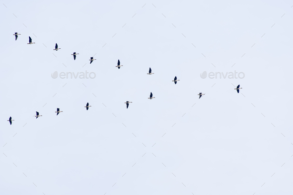 many birds flying in formation on a clear day sky above Stock Photo by ...