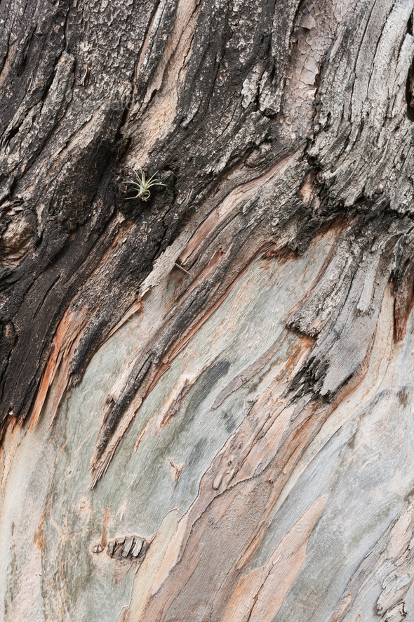 Nature Textures: Authentic Forest, Wood, Grass, and Leaf Details. Stock ...