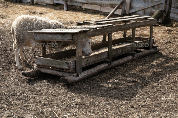 Sheep Standing Next to Wooden Sled Stock Photo by traimakivan | PhotoDune