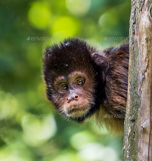 Yellow-breasted capuchin monkey peeking from tree, green background ...