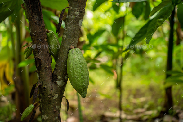 Chocolate cacao tree farm with green, yellow, orange, and red cocoa ...