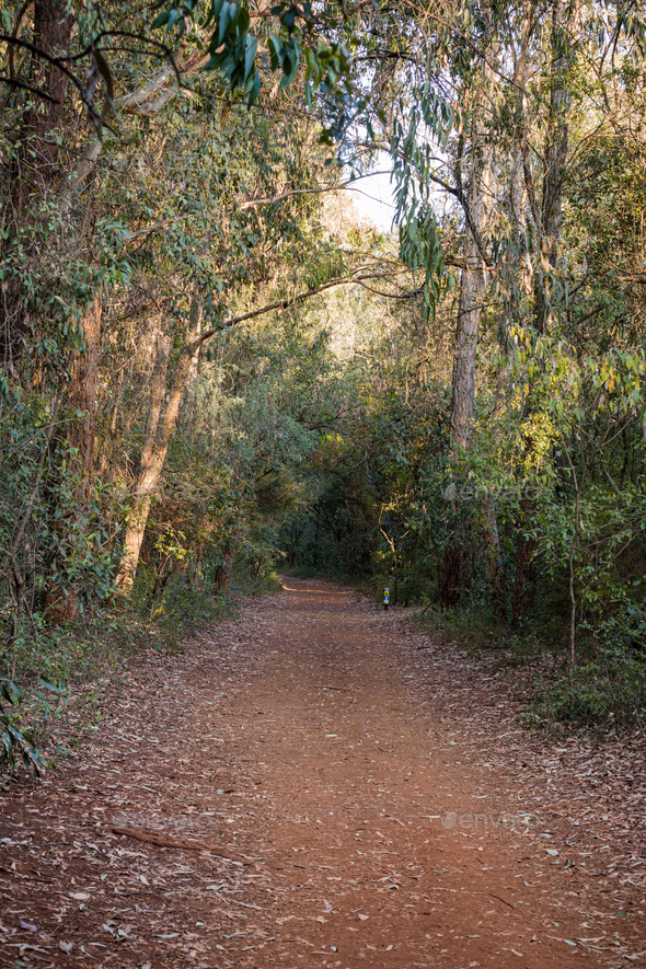 Kenya Forest Outdoors Textures Plants Vegetaion Park Exteriors ...