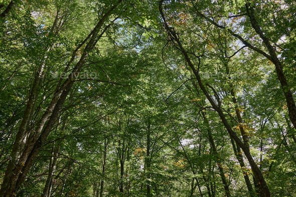Scenic Roadside Forest with Green Grass and Lush Trees, Perfect for ...
