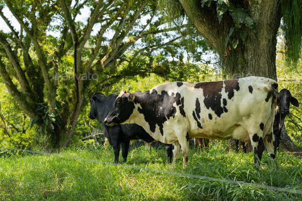 three cows in a paddock under two large trees. cows without horns, one ...