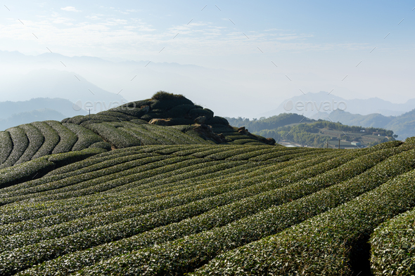 Tea field in Shizhuo Trails at Alishan of Taiwan Stock Photo by leungchopan