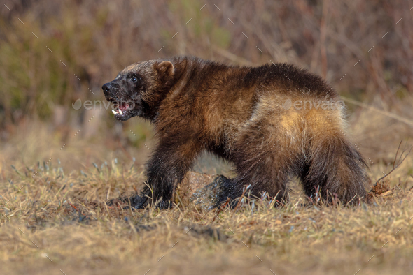 Wolverine walking in nature of Finland Stock Photo by CreativeNature_nl
