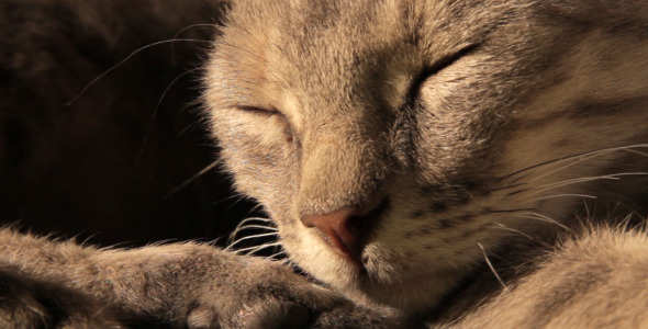 Cat Napping, Stock Footage | VideoHive