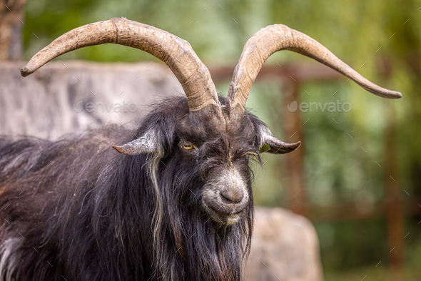 Dutch Landrace is a traditional Dutch breed of domestic goat Stock ...