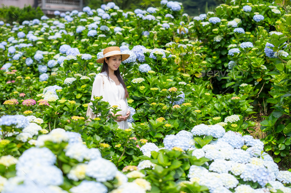 Pregnant woman visit the Hydrangea farm Stock Photo by leungchopan