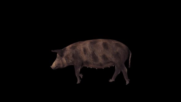 Boar Walk, Motion Graphics | VideoHive