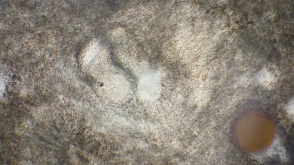 Body Of A Living Leech Worm Under The Microscope, Stock Footage | VideoHive