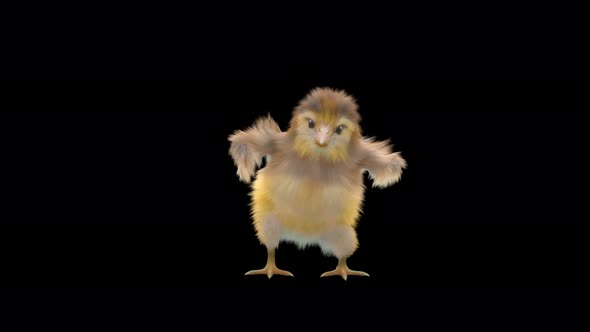 25 Baby Chicks Dancing 4K, Motion Graphics | VideoHive