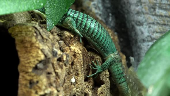 Mexican Alligator Lizard shedding skin rubbing on bark, Stock Footage