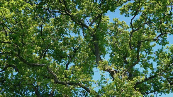 Dense Tree Branches On Sunny Day, Stock Footage | VideoHive