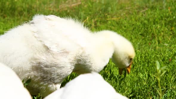 Geese chicks peck at grass and eat grain on a bright sunny day. Goose ...