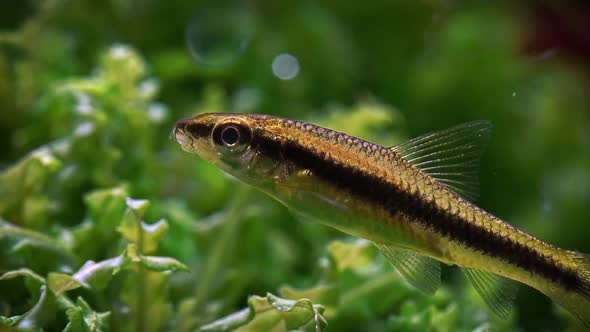 Aquarium and Algae Eater Fish, Stock Footage | VideoHive