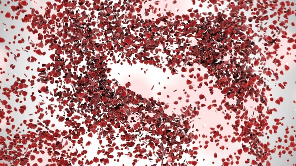 Rose Petals Vortex Shot 02, Motion Graphics | VideoHive