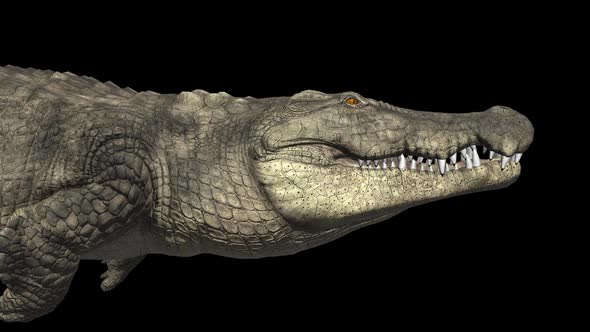 Crocodile Swim With Alpha Channel, Motion Graphics | VideoHive