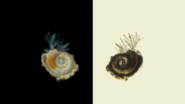 Polychaeta Worm Under a Microscope, the Spirorbidae Family, Lives in a ...