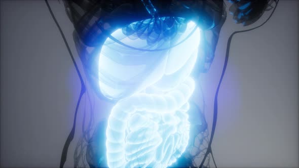 3d Illustration of Human Digestive System Parts and Functions, Motion ...
