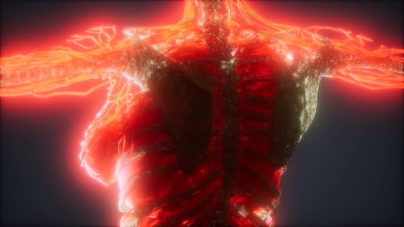 Colorful Human Body Animation Showing Bones and Organs, Motion Graphics