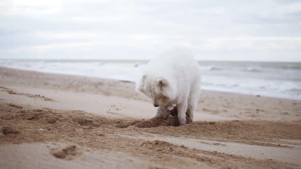 One Cute Samoyed Dog is Digging Sand on the Beach While Another One is ...