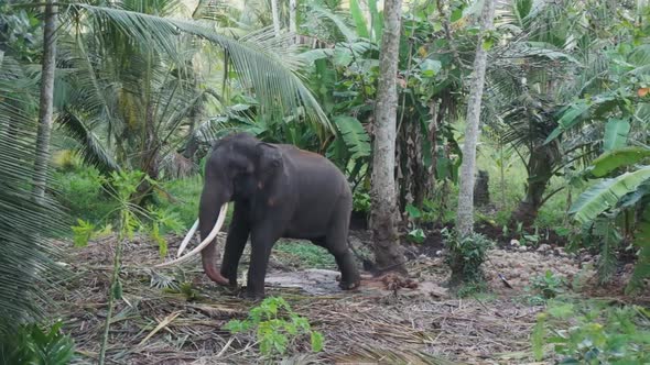 Temple elephant in distress chained to a tree looking upset, Stock Footage