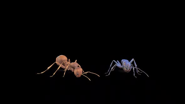 Ants, Motion Graphics | VideoHive