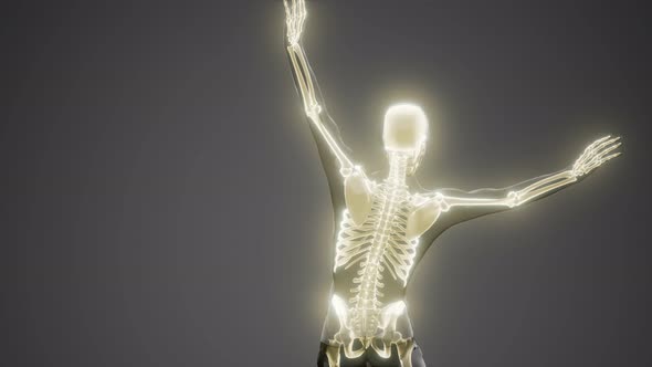 Human Skeleton Radiography Medical Scan, Motion Graphics | VideoHive