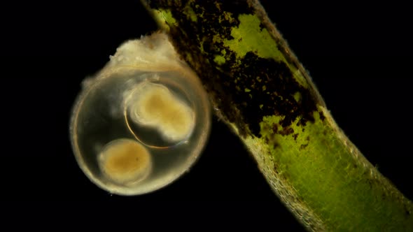 Eggs of the Cochlea Under the Microscope, Stock Footage | VideoHive