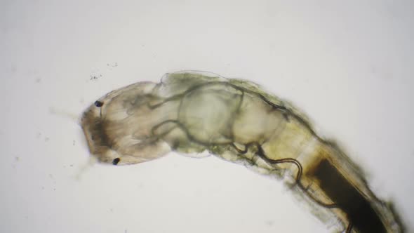 Larvae Of Chironomids Or Non-Biting Midges Through A Microscope, Stock ...