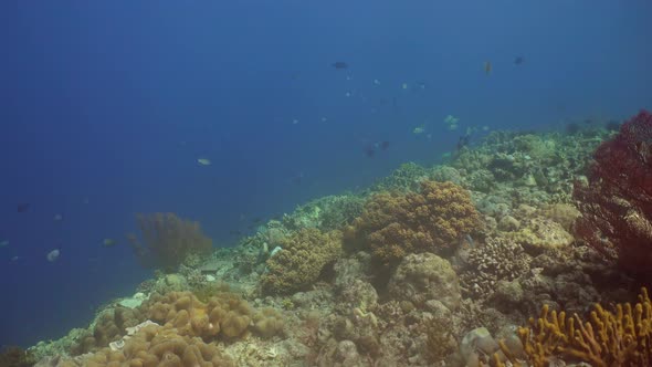 Coral Reef and Tropical Fish. Bali,Indonesia, Stock Footage | VideoHive