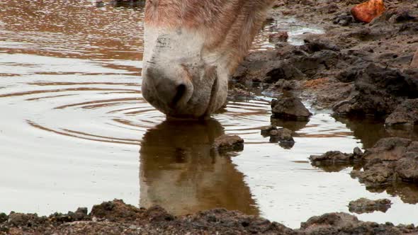 Close up shot of a donkey drinking water from a puddle, Stock Footage