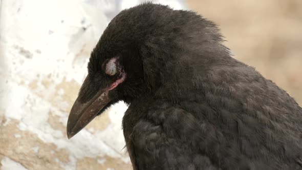 Close up of a sleeping crow, Stock Footage | VideoHive