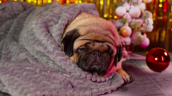 A Small Relaxed Pug Lies Wrapped In A Blanket., Stock Footage | VideoHive