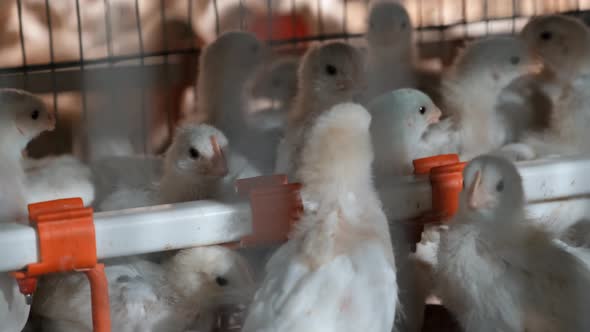 Factory Farming Of Chicks, Stock Footage | VideoHive