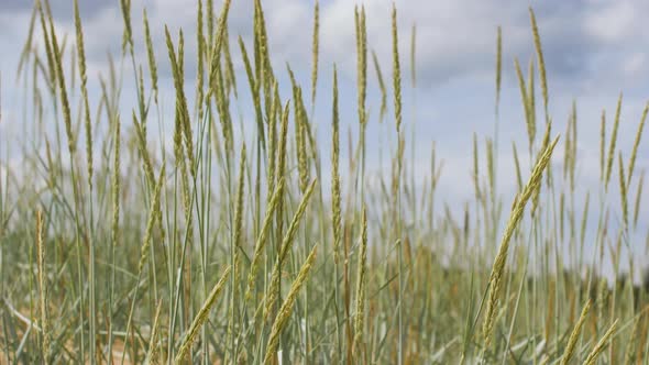 Sand Reed Growing on Beach , Stock Footage | VideoHive