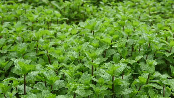 Peppermint Garden, Stock Footage | VideoHive