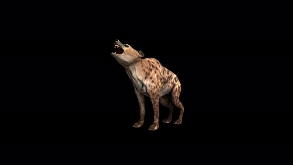 4K Hyena Howl, Motion Graphics | VideoHive