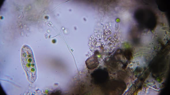 infusoria. simple organisms shot under a microscope, Stock Footage
