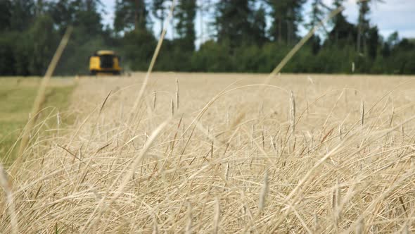 Organic Rye Field and Yellow Combine Harvester, Stock Footage | VideoHive