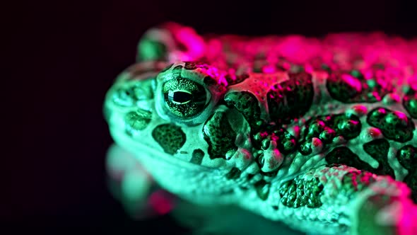 Acid Pink Ground Toad Closeup Night Shot Under Neon Light, Stock Footage