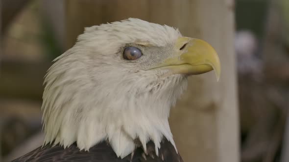 bald eagle super slow motion blink, Stock Footage | VideoHive