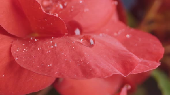 Rain Drops Fall Down on Red Blooming Flower Splashing Macro, Stock Footage